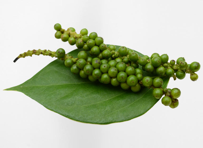 Black Pepper Tree